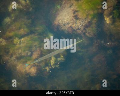 Silver Needlefish Know also as Asian Freshwater Needlefish, Needlenose ...