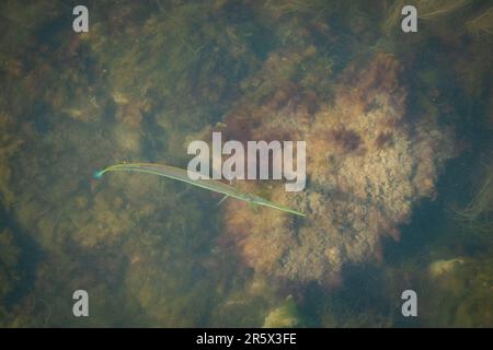 Silver Needlefish Know also as Asian Freshwater Needlefish, Needlenose ...