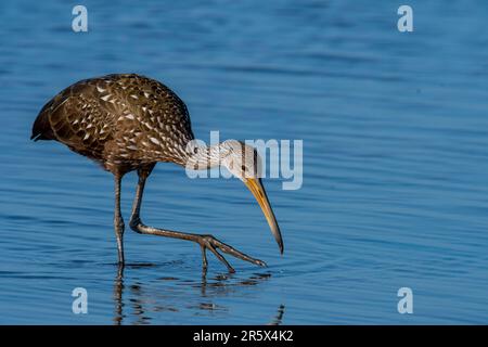 Limpkin in Swamp finding a snail for dinner Stock Photo - Alamy