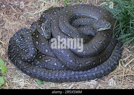 Australian Diamond Pythons curled in ball Stock Photo - Alamy
