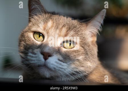 Macro photograph of a domestic shorthair dilute torbie house cat's eye ...