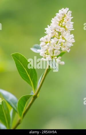 Common privet (Ligustrum vulgare), also known as Wild privet is an ...