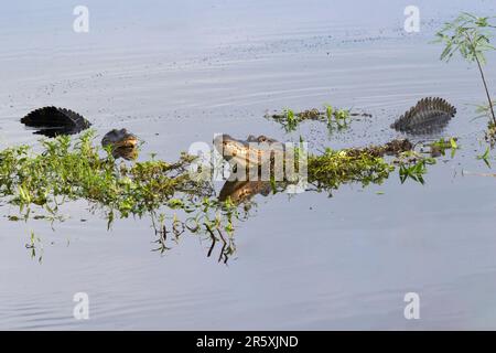 The social behavior of american alligators at Brazos Bend State Bank ...