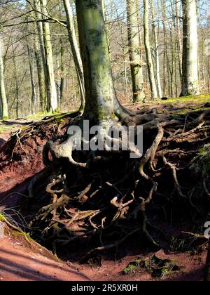Beech forest with erosion, exposed roots, linear erosion Stock Photo ...