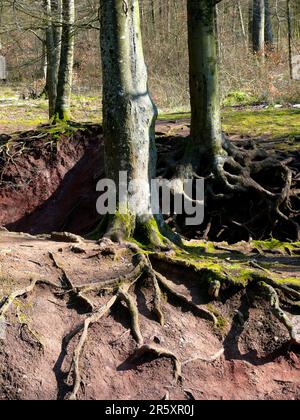 Beech forest with erosion, exposed roots, linear erosion Stock Photo ...