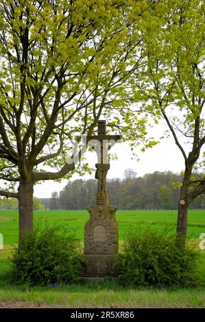 Field cross, wayside cross, wayside shrine between two birch trees ...