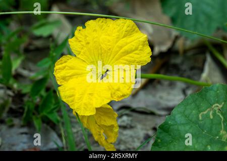 Gourds produce separate male and female flowers, loofah, dhundol Stock ...