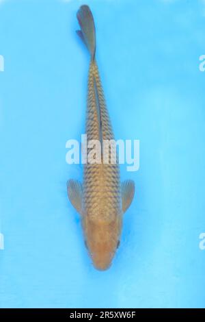 Ogon Common carp (Cyprinus carpio Stock Photo - Alamy
