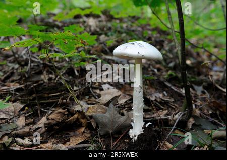 Cap Breton Highland National Park, Nova Scotia (Amanita virosa), cone ...