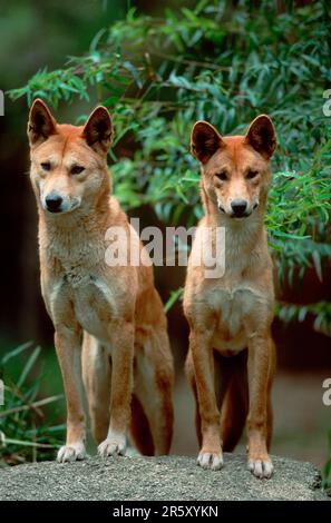 Dingo, couple, Australia / (Canis familiaris dingo Stock Photo - Alamy