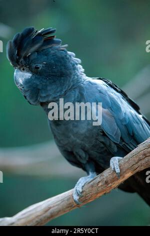 Red-tailed Black Cockatoo, male (Calyptorhynchos banksi), side, profile ...