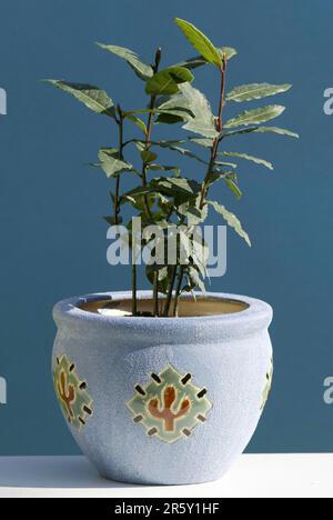 Laurel (Laurus nobilis) in a pot Stock Photo - Alamy