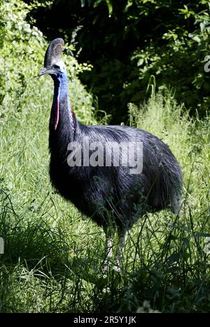 Double-wattled Cassowary (Casuarius casuarius), male, Australian Cassowary Stock Photo - Alamy