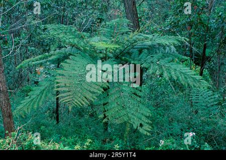 Tree fern, Madagascar (Cyathea Stock Photo - Alamy
