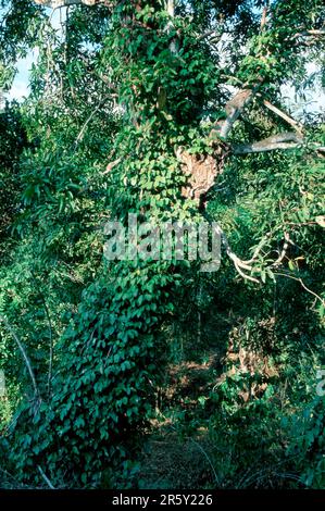 Black pepper (Piper nigrum) pepper bush, fruits, Nosy Be, Madagascar ...