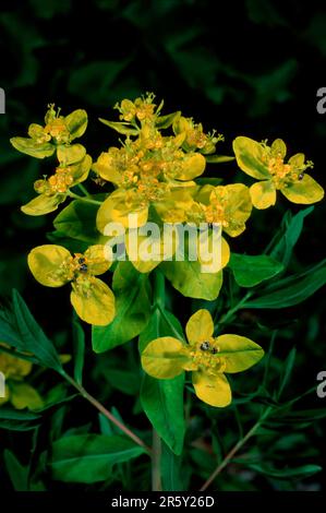 Marsh spurge (Euphorbia palustris),blossom,Germany Stock Photo - Alamy