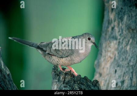 Scardafella inca, Arizona-Sonora Desert Museum, Tucson, Arizona, USA ...