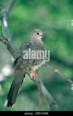 Scardafella inca, Arizona-Sonora Desert Museum, Tucson, Arizona, USA ...