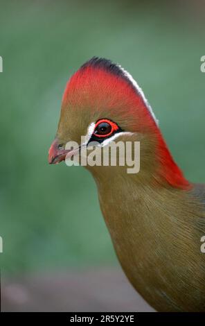 Fisherman's Turaco, fischer's turaco (Tauraco fischeri), side, profile ...