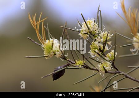 Hakea, Northern Territory, Australia (Hakea leucoptera Stock Photo - Alamy