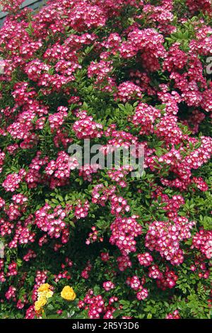 Lambertiana shrub rose (Rosa) 'Mozart Stock Photo - Alamy