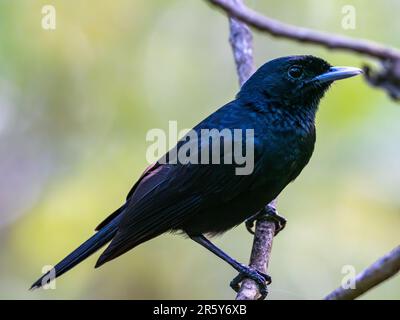 Marquesas Monarch, Pomarea mendozae, an endemic bird found only on ...