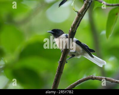 Marquesas Monarch, Pomarea mendozae, an endemic bird found only on ...