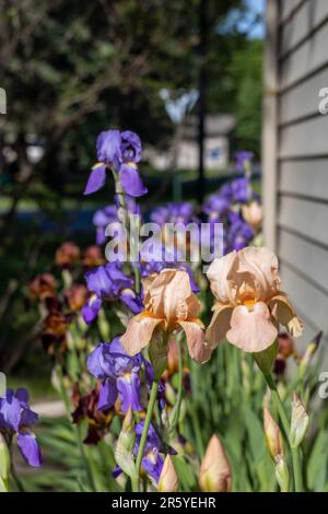 A closeup of a delicate German bearded iris in a garden Stock Photo - Alamy