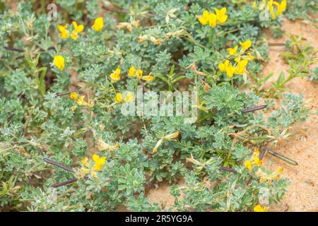 Lotus creticus is a species of perennial herb of the family Fabaceae ...