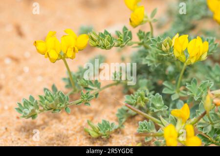 Lotus creticus is a species of perennial herb of the family Fabaceae ...