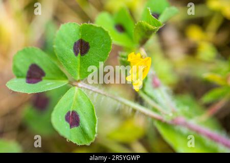 Spotted Medick, Spotted Burclover, Heart Clover (Medicago arabica ...