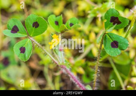 Spotted Medick, Spotted Burclover, Heart Clover (Medicago arabica ...