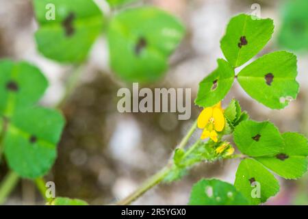 Spotted Medick, Spotted Burclover, Heart Clover (Medicago arabica ...