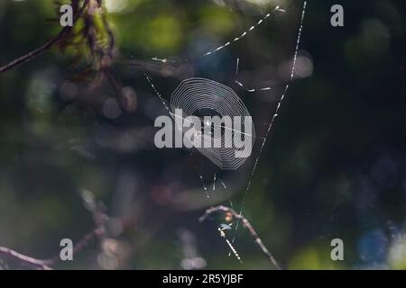 Spider in its net in sunshine against dark background, Iguazu Falls ...