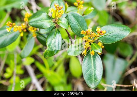 Rhamnus alaternus is a species of flowering plant in the buckthorn ...