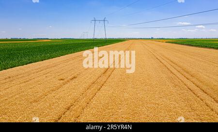 Above view over cultivated plot with mature wheat vegetation ...
