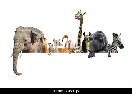 Group of different wild animals standing behind banner on white ...
