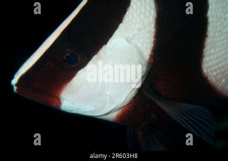 Red Emperor Snapper, Lutjanus sebae, Retak Larry dive site, Lembeh ...