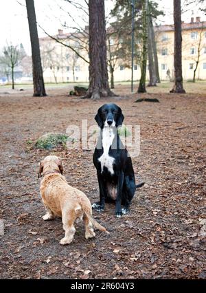 Animals in Park. Djur i park Stock Photo - Alamy