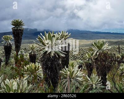 High altitude Paramo landscape with Frailejones plants Stock Photo - Alamy