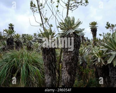 High altitude Paramo landscape with Frailejones plants Stock Photo - Alamy