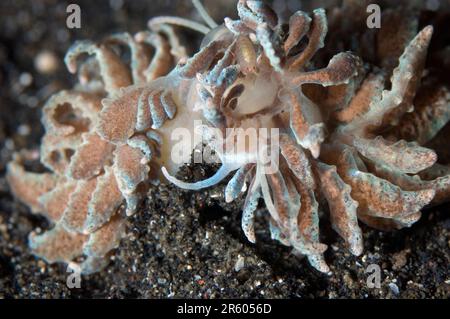 Cryptic Phyllodesmium Nudibranch, Phyllodesmium crypticum, with cerata ...