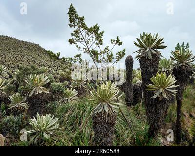 High altitude Paramo landscape with Frailejones plants Stock Photo - Alamy