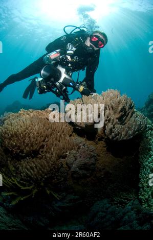 Leather Coral, Lobophytum compactum, with sun in background, Batu ...