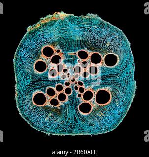 Cucurbita root TS, Cucurbita is a genus in the gourd family Stock Photo ...