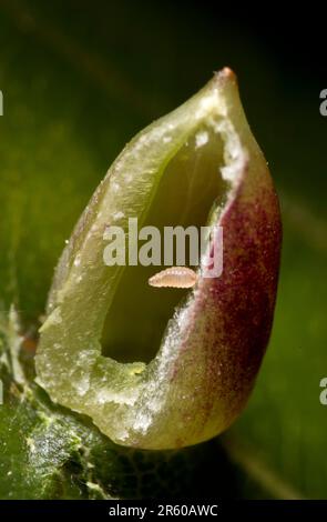 Mikiola fagi, Beech midge larva inside a cut open gall on Beech Stock ...