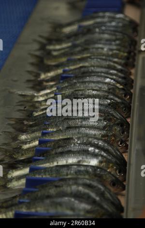 Canning Sardines: Inside a Seafood Factory in Dakhla, Morocco Stock ...