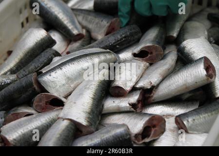 Cutting and prepping fish for canning process, Fish canning factory ...