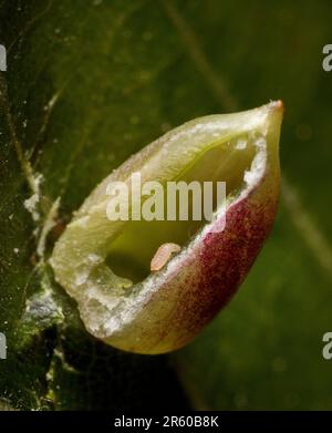 Mikiola fagi, Beech midge larva inside a cut open gall on Beech Stock ...