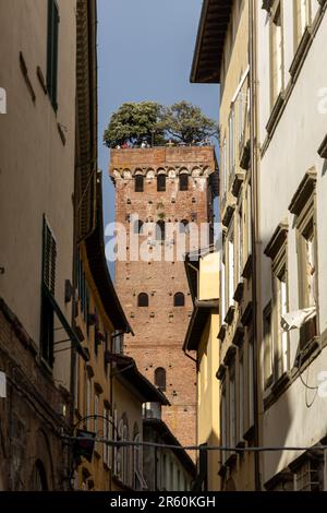 Lucca city landmark. View of the 14th century iconic Guinigi Tower with ...